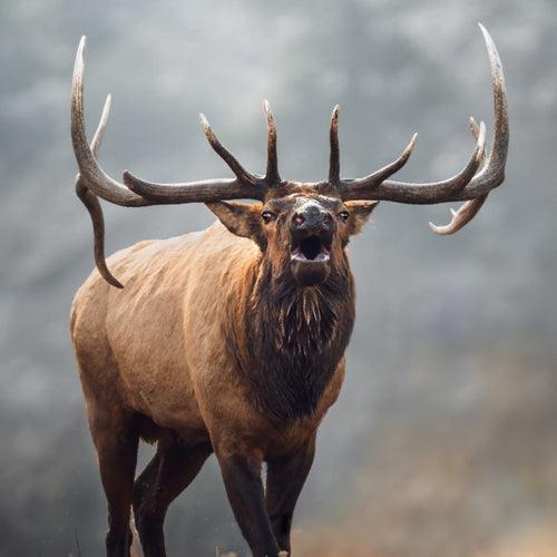 Why Should You Use Liberty Game Call Bugles?