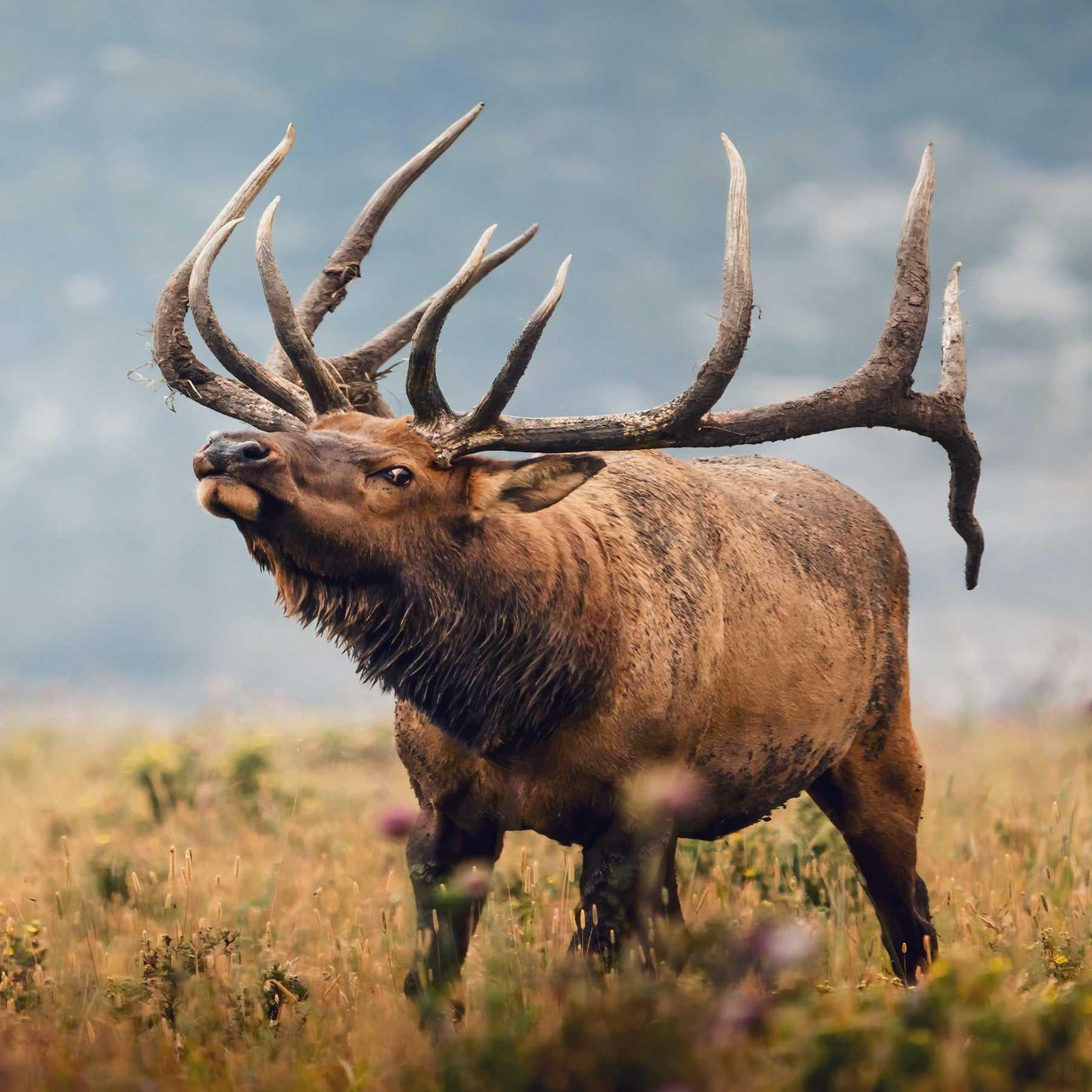 Liberty Game Calls, Realistic Sounding Game Calls.